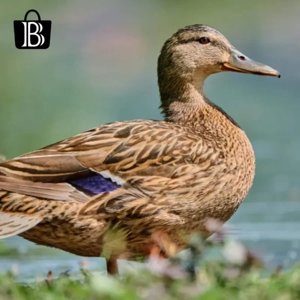 Deshi Duck price in Bangladesh | দেশি হাঁস | 100 % authentic | BazarBD